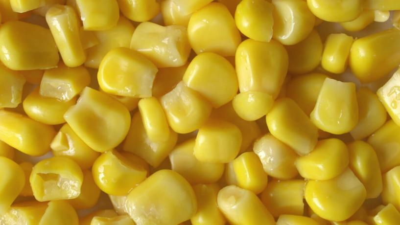 GM Corn and Cancer: Research Update
